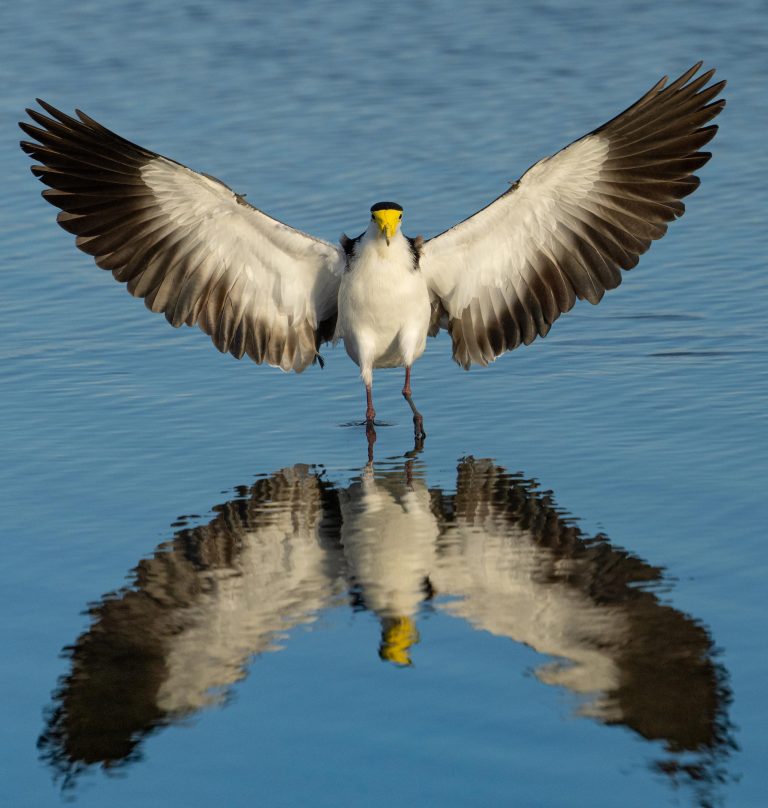 Bird Brains Exposed: The Digital Revolution in Avian Intelligence Research
