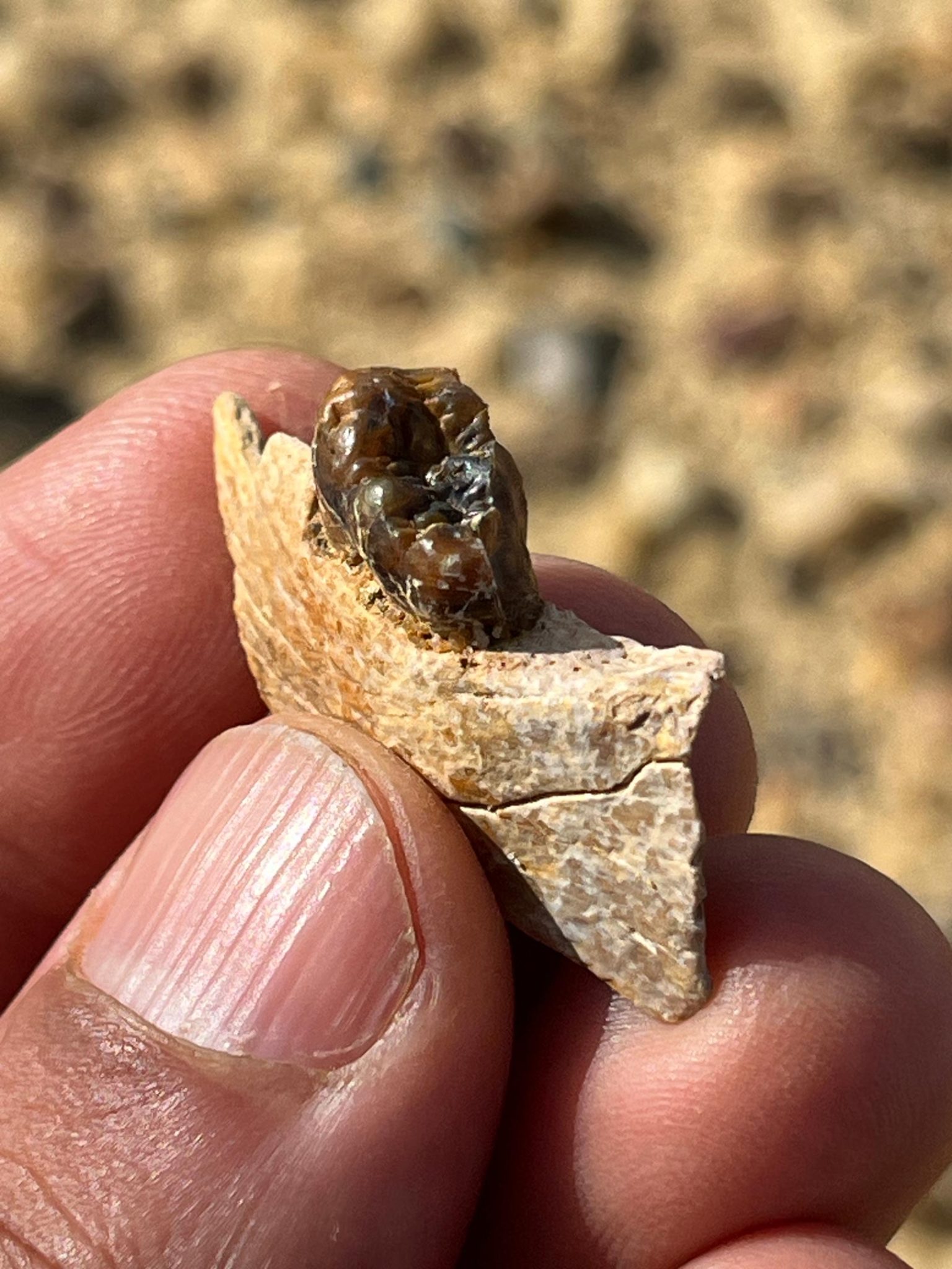 This Ancient Ape Fossil Could Change Where Humans Came From