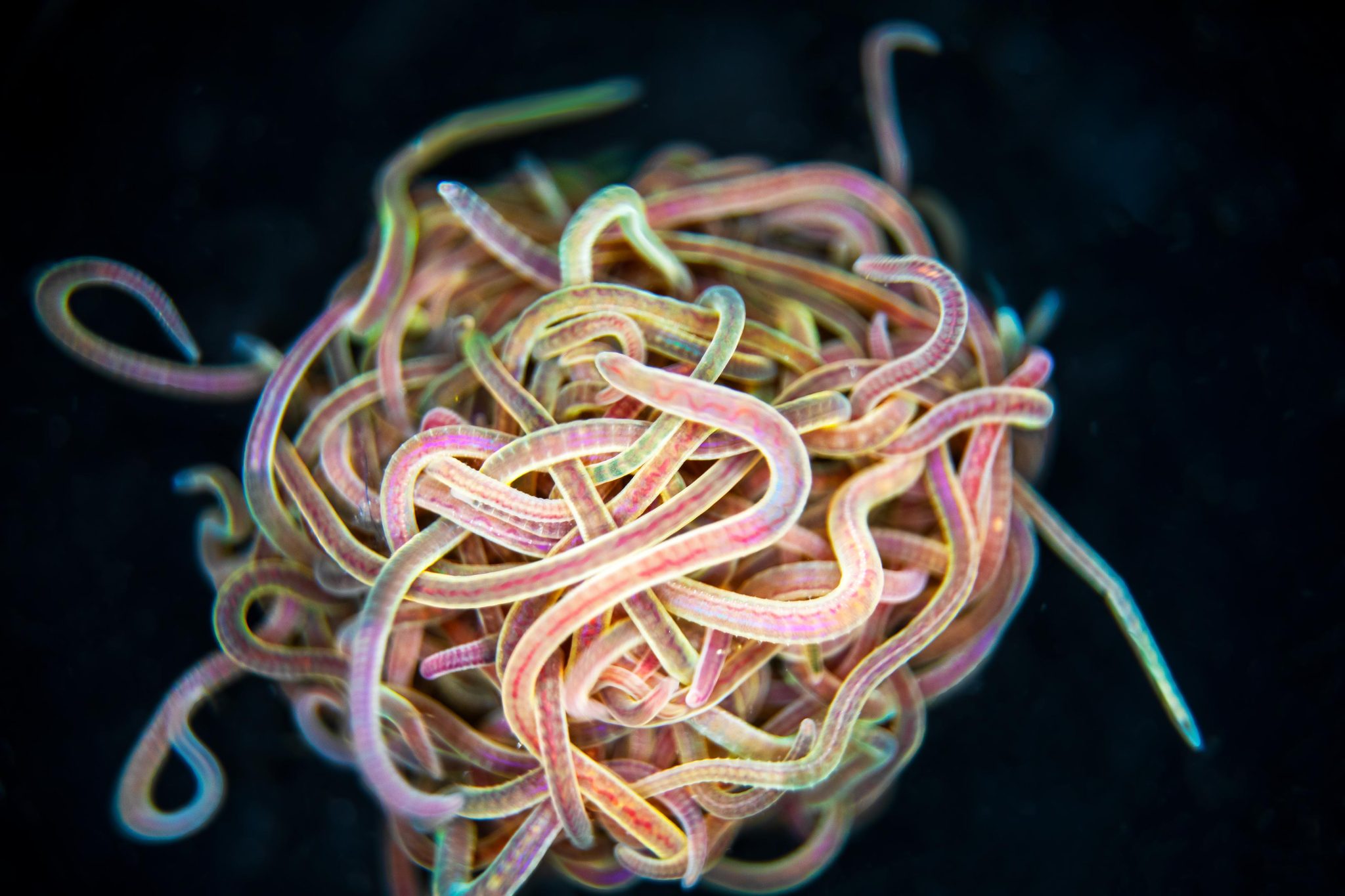 Mathematics Behind Wiggly Worm Knots Could Inspire Shapeshifting Robotics