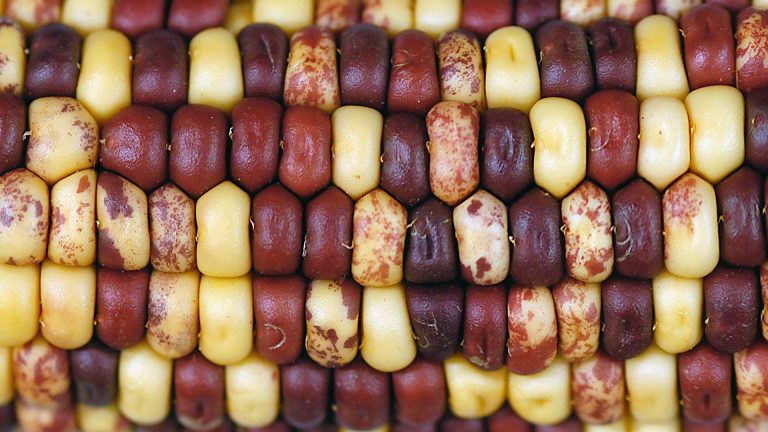 The Secret History of Corn – And Its “Jumping Genes” – Revealed in Its ...