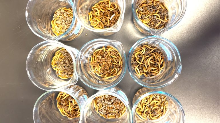 Could Plastic-Eating Bugs Be the Key to Solving Our Microplastic Problem?