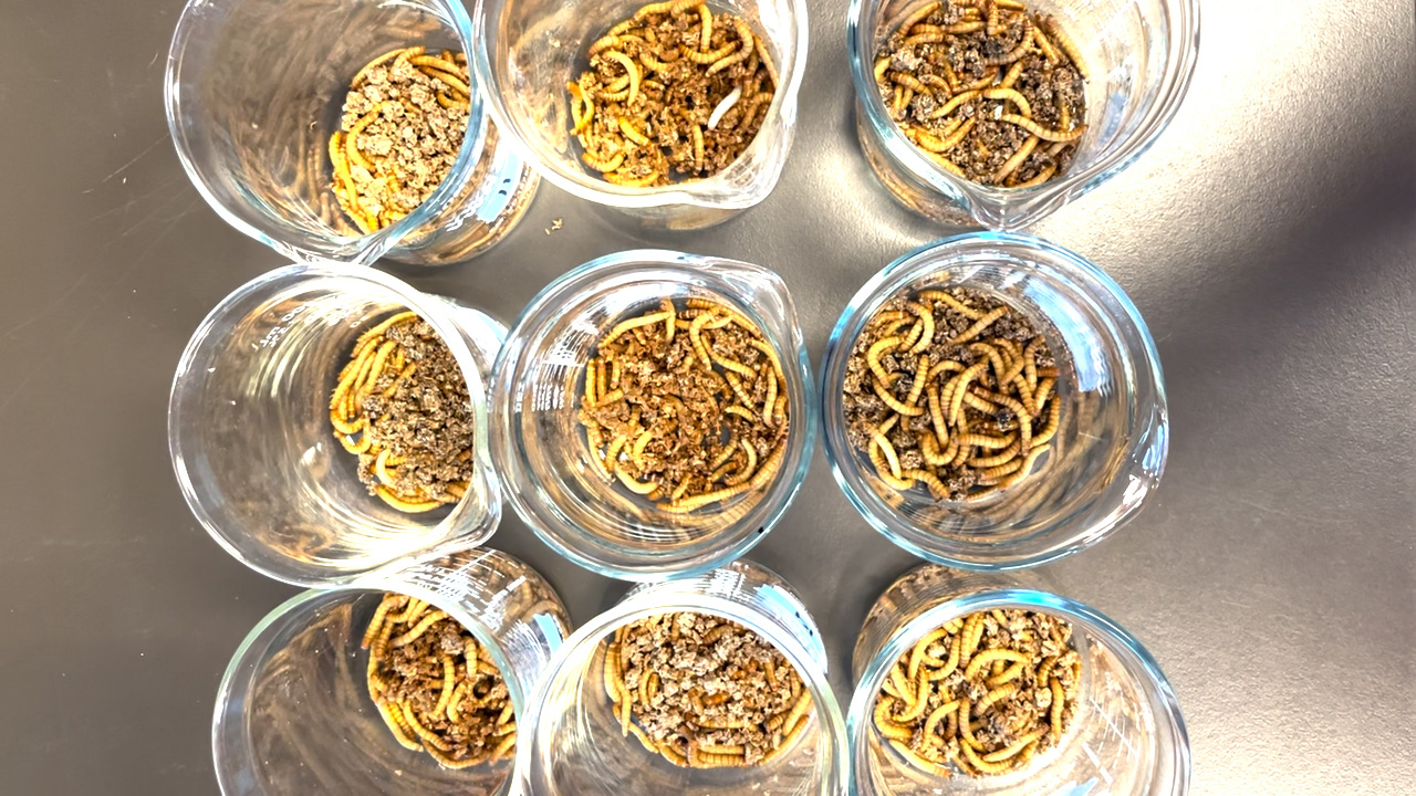 Could Plastic-Eating Bugs Be the Key to Solving Our Microplastic Problem?