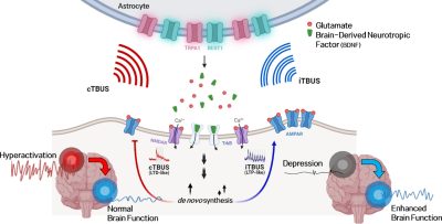 Revolutionary Brain Stimulation Technique Shows Promise for Treating ...