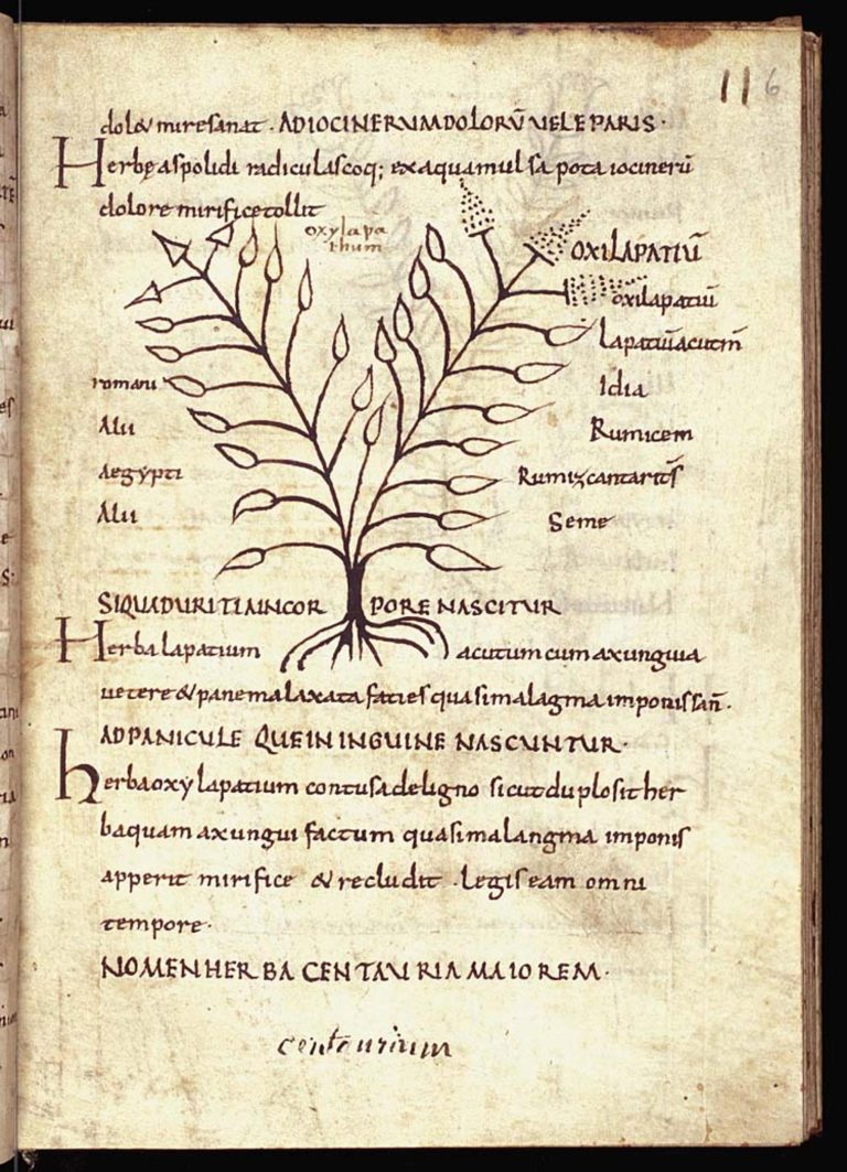 Medieval Medicine Was Surprisingly Smart – And Trending Again