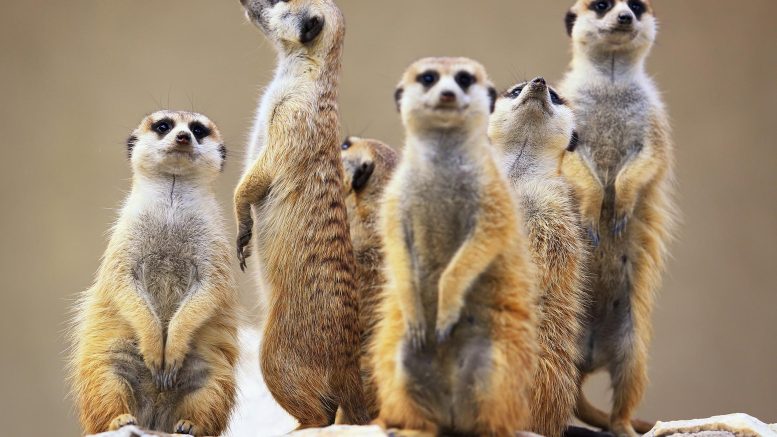 Meerkat Mobs Do Frightening ‘War Dance’ to Protect Territory [Video]