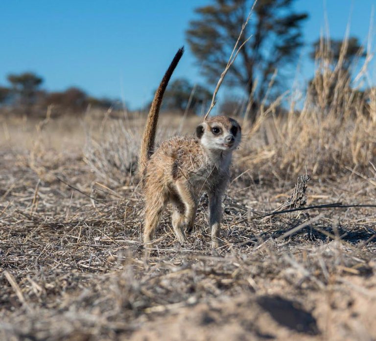 How Meerkats Communicate: Decoding the Sounds of Survival
