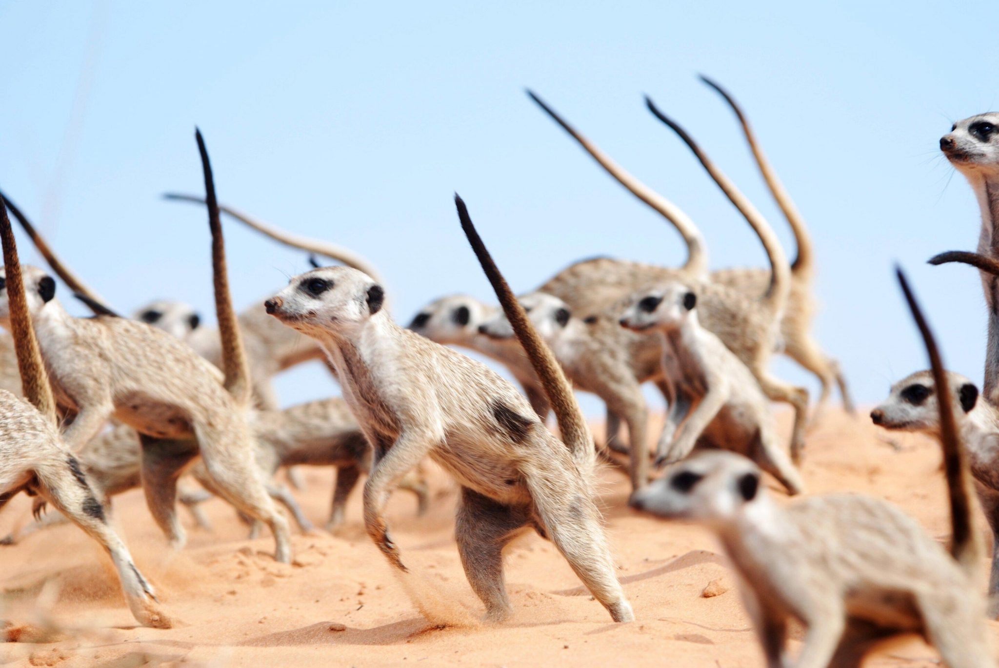 Meerkat Mobs Do Frightening ‘War Dance’ to Protect Territory [Video]