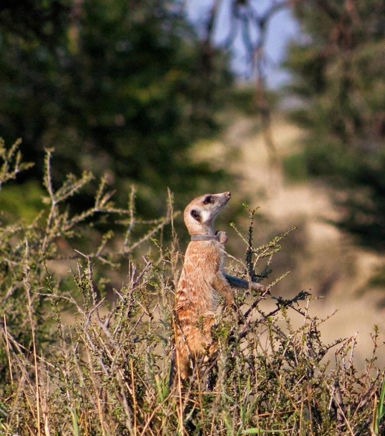 How Meerkats Communicate: Decoding the Sounds of Survival