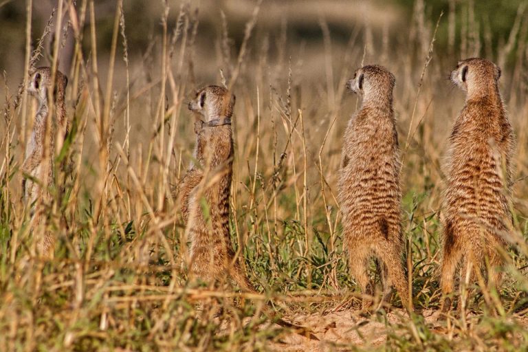 Comment les suricates communiquent : décoder les sons de la survie