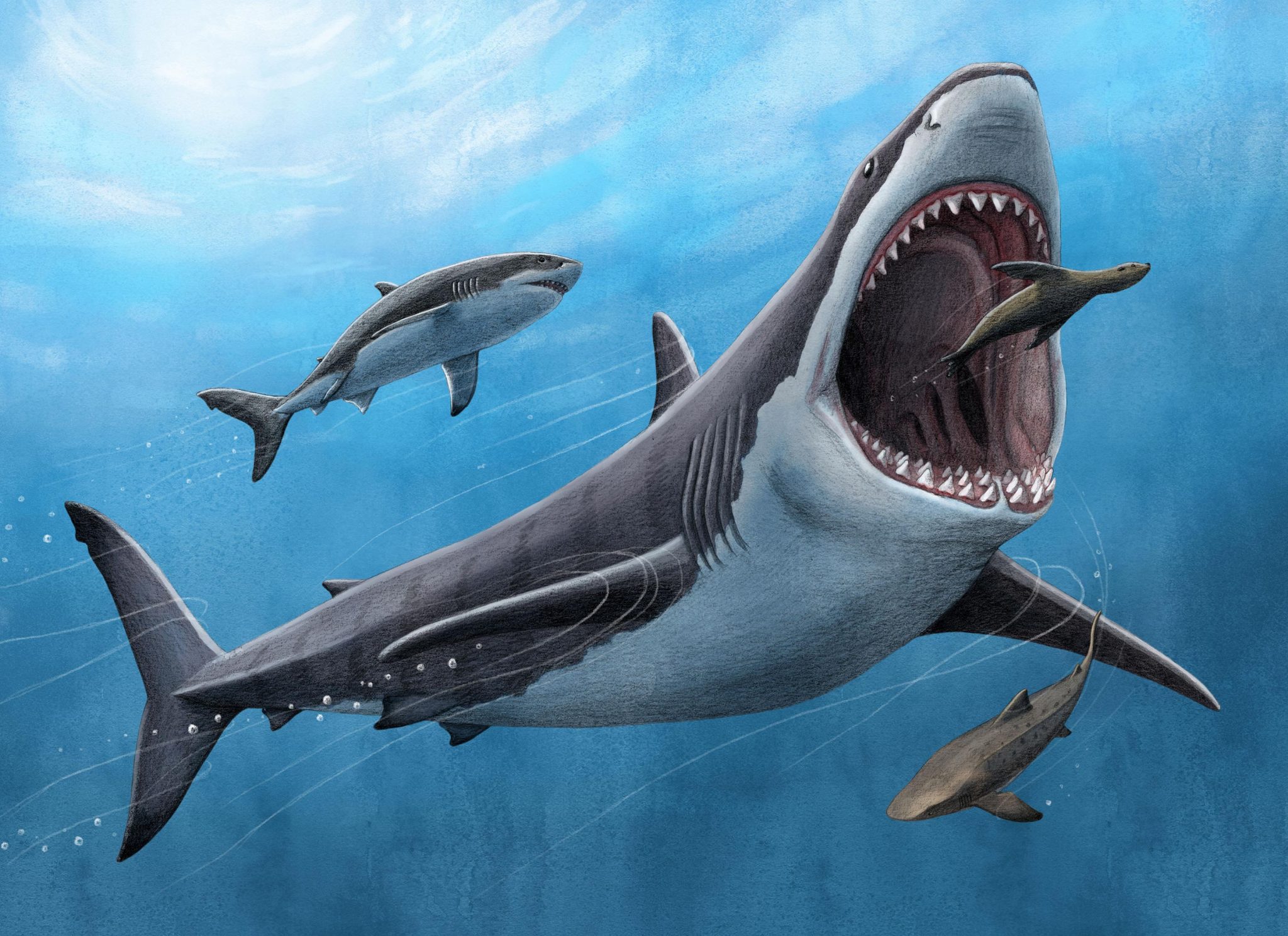 Megalodon Was No Cold-Blooded Killer – And That Spelled Its Doom