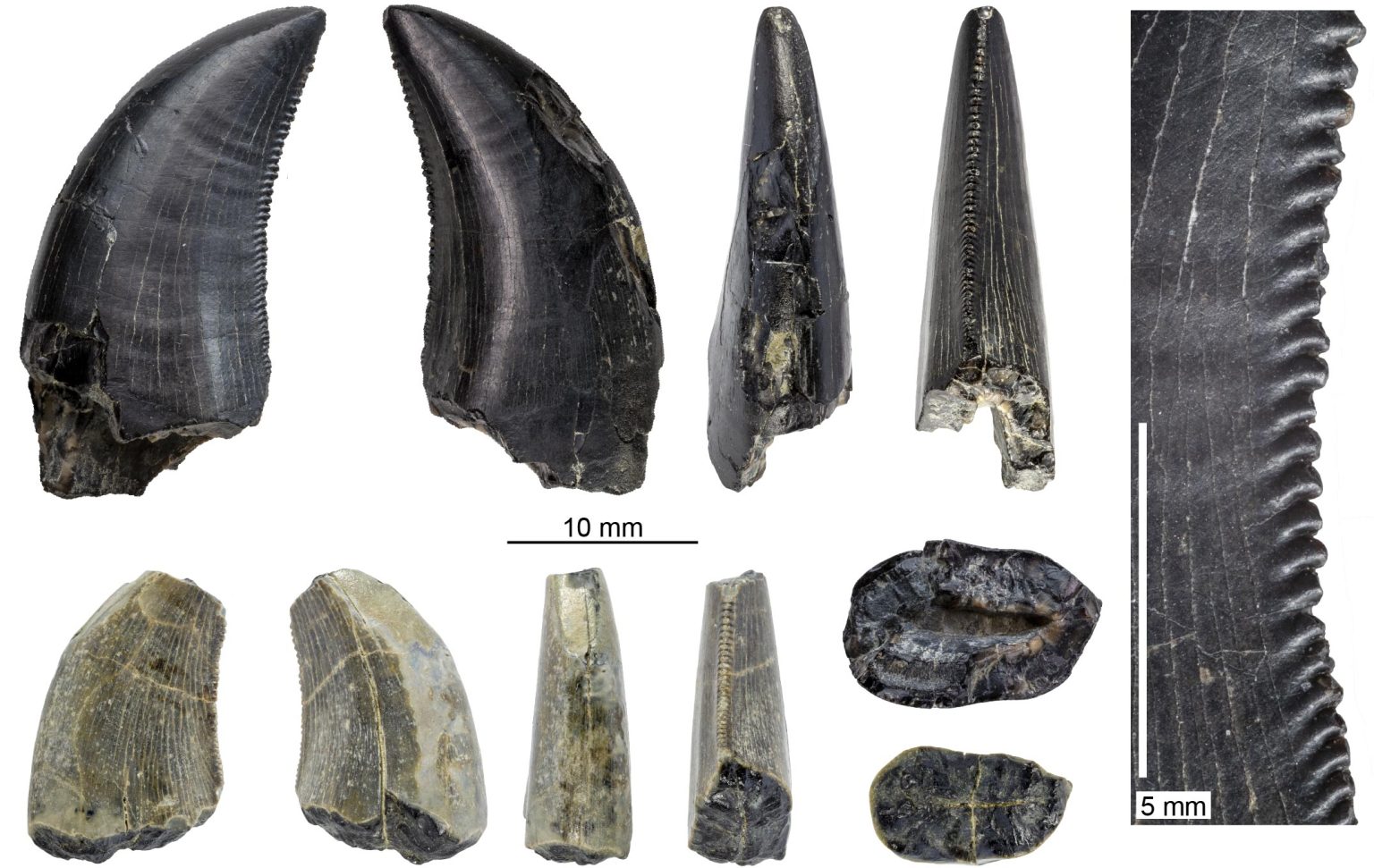Unearthing Prehistoric Predators: Giant Megaraptors Among Diverse ...