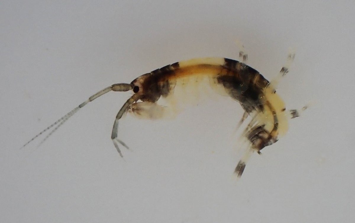 New Species Alert: Scientists Discover “Panda Crustacean” in Japan