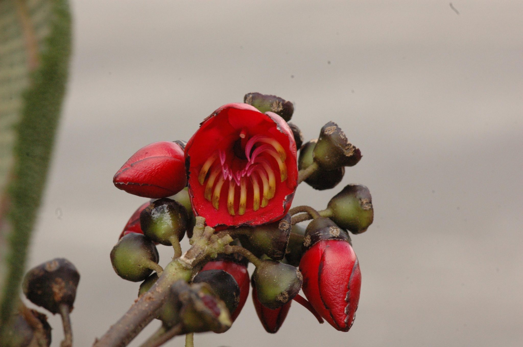 Biologists Discover That Flower Shapes Evolve to Adapt to Their Pollinators