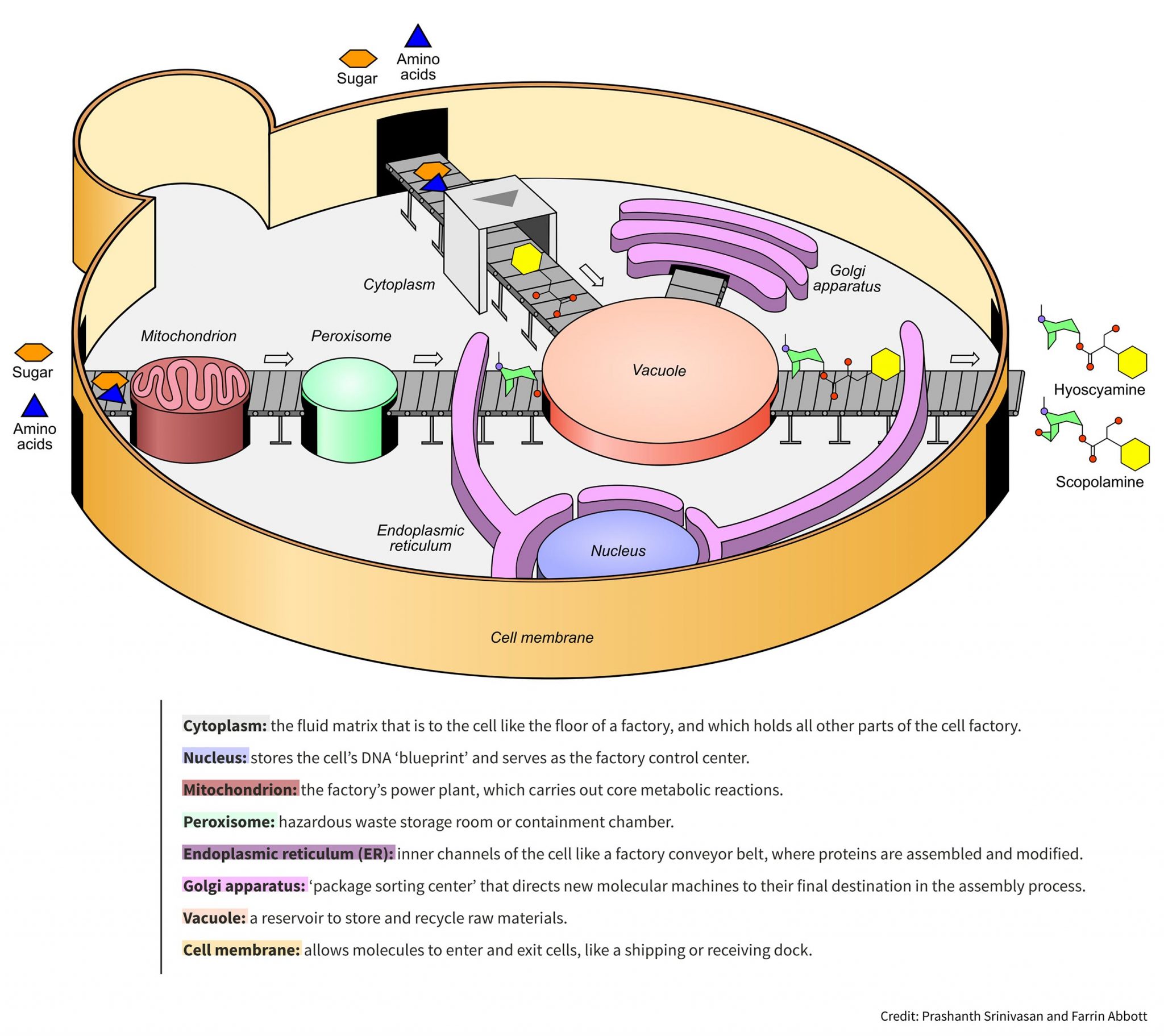 Engineers Genetically Reprogram Yeast Cells to Become Microscopic Drug ...