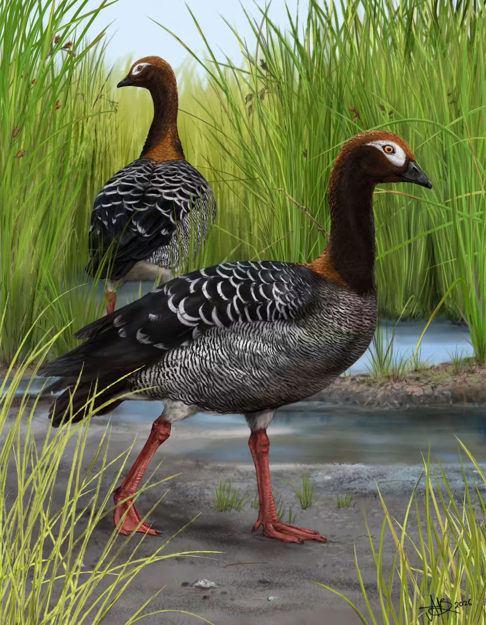 Ancient Goose Fossil Challenges Long-Held Theories About New Zealand Birds