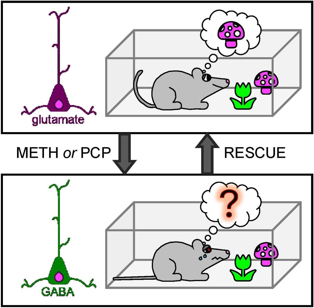 Rewiring the Brain: Scientists Reverse Meth and PCP’s Cognitive Effects