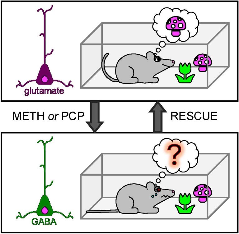 Rewiring the Brain: Scientists Reverse Meth and PCP’s Cognitive Effects