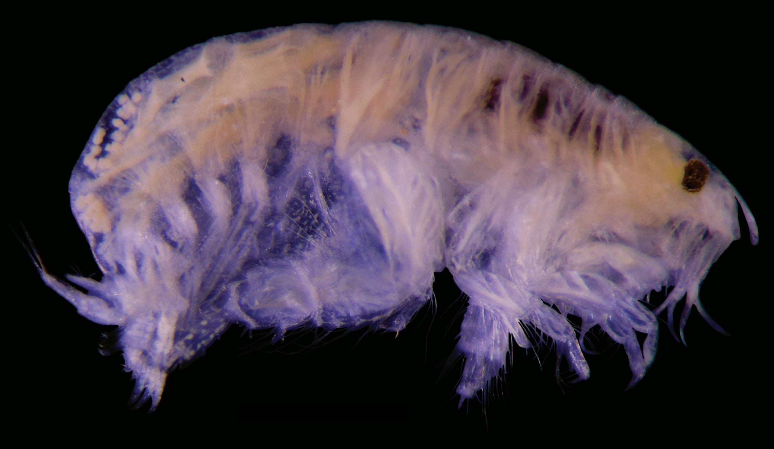 The “Popcorn” Parasite: Scientists Discover 14 Bizarre New Marine Species