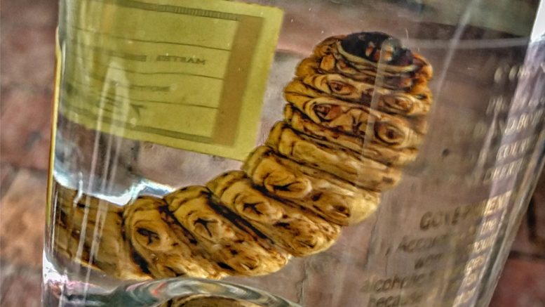 Scientists Uncover the Unexpected True Identity of “Tequila” Worms