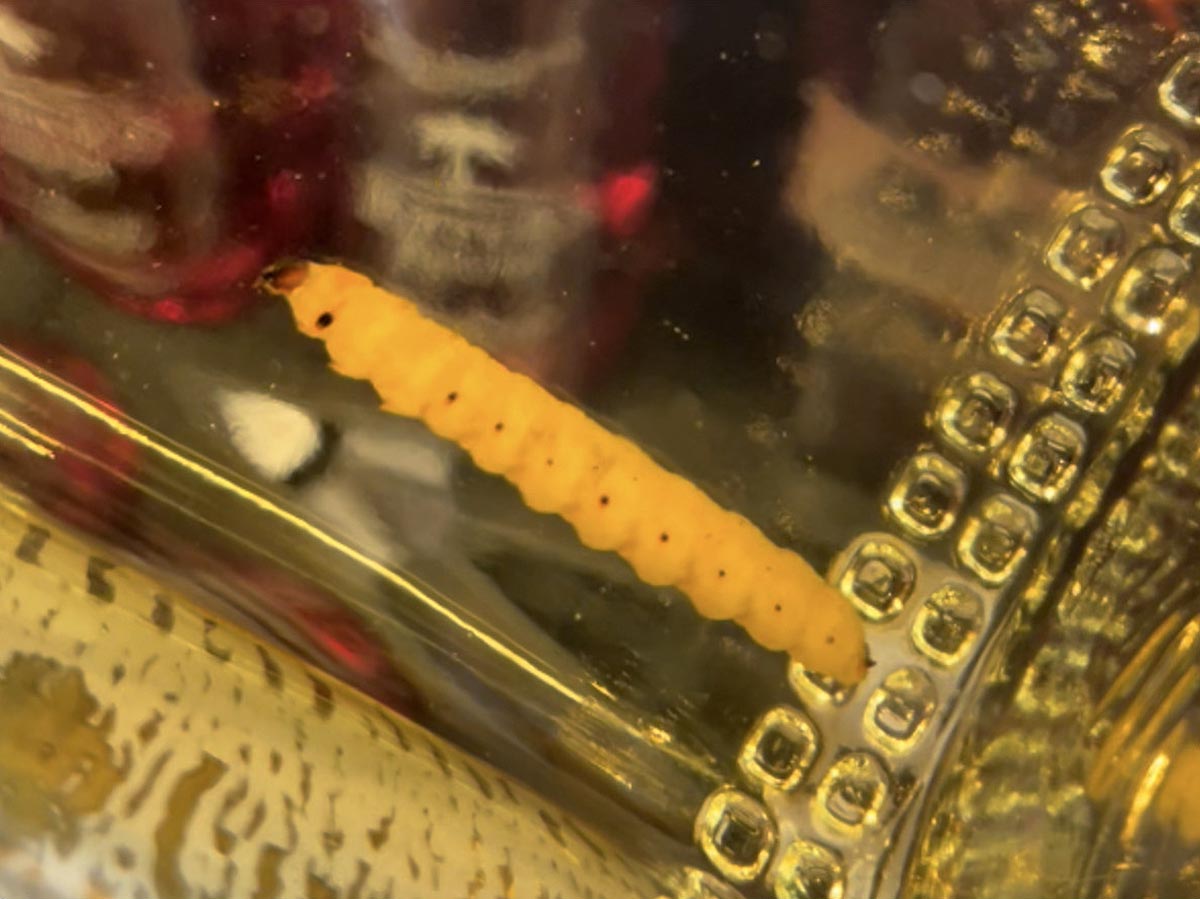 Mezcal Worm in a Bottle: DNA Testing Yields Unexpected Results