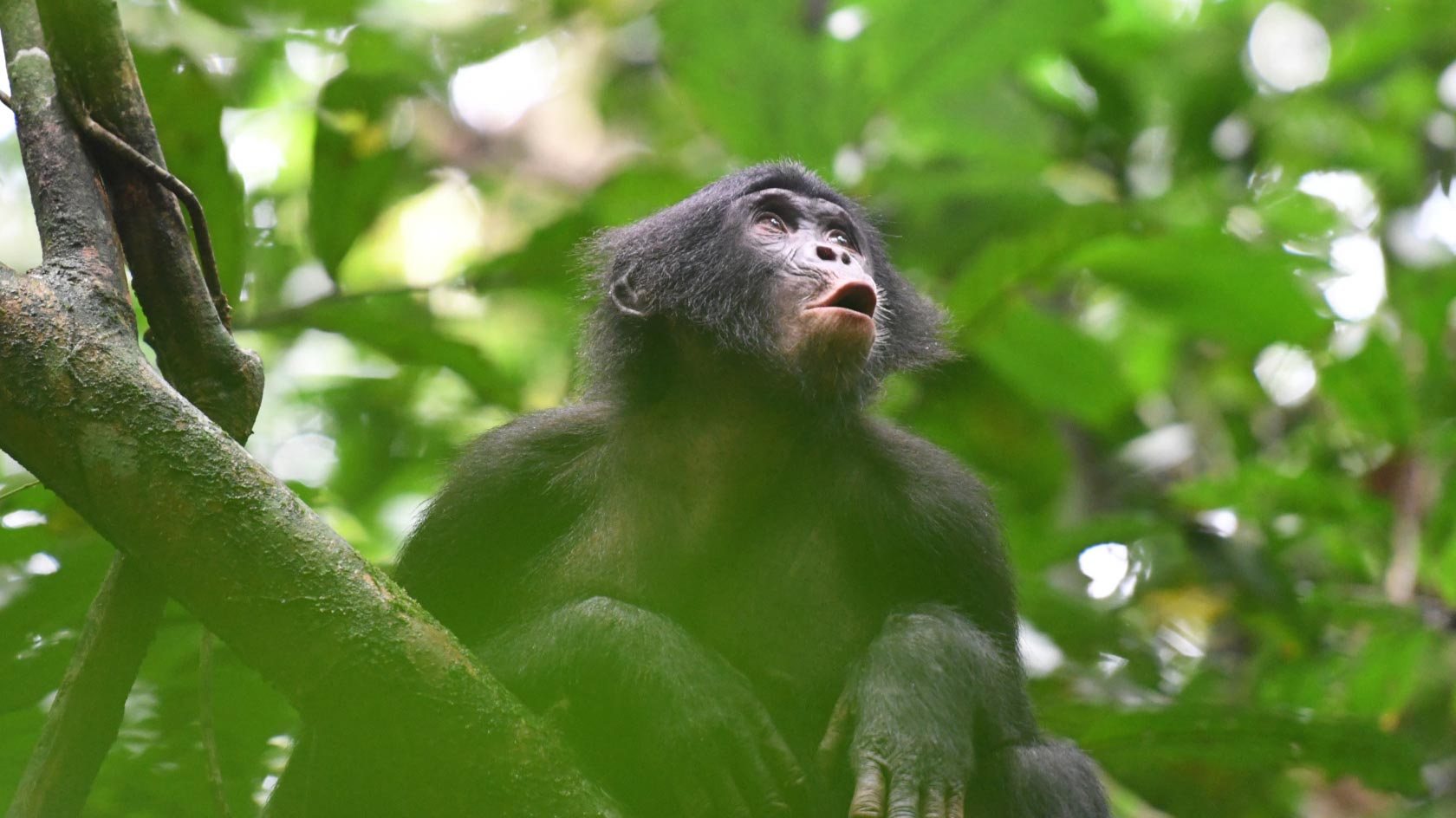 Bonobos Speak in Phrases: New Study Challenges Uniqueness of Human Language