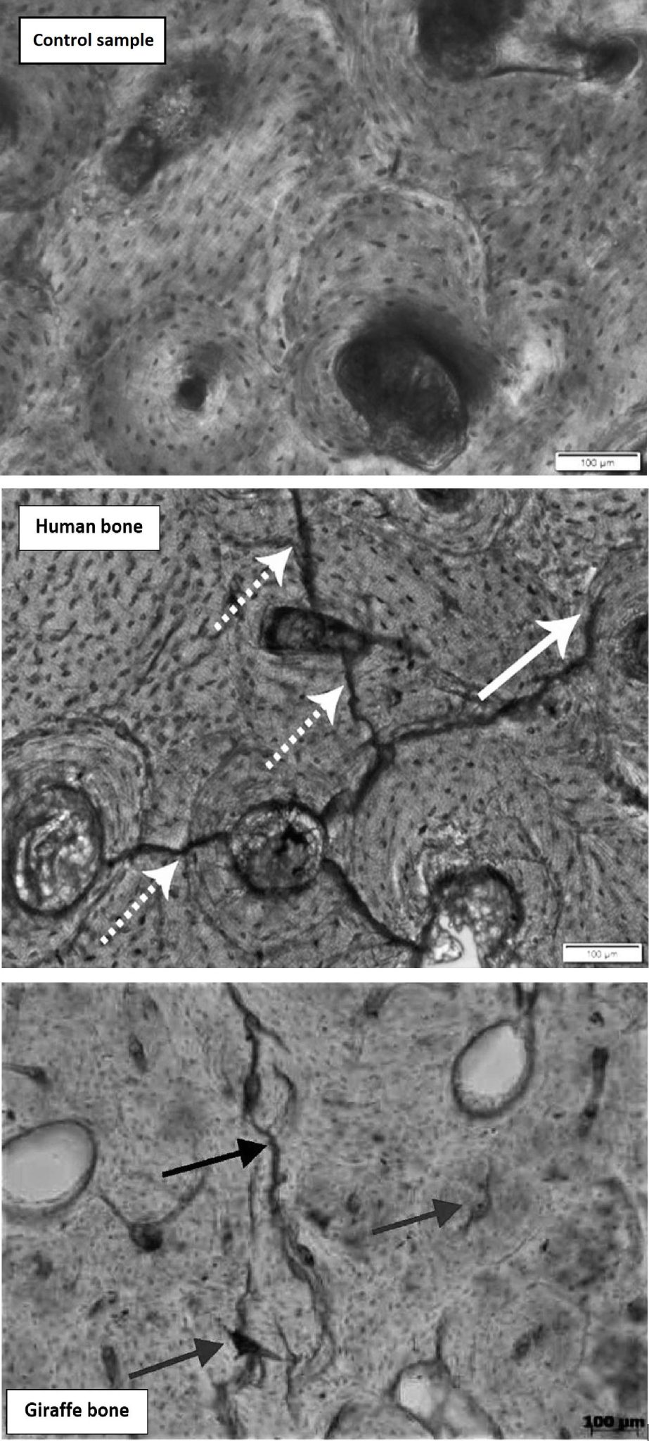 Harnessing Thor’s Hammer: Forensic Science Is Unlocking the Mysteries ...