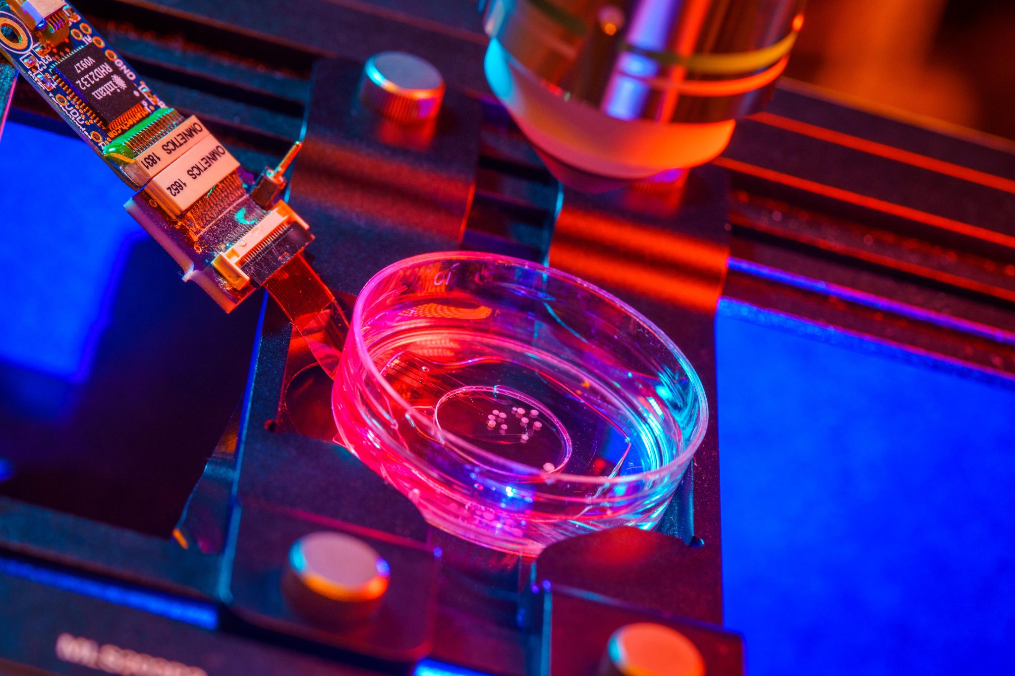 For the First Time: Human Brain Organoids Implanted in Mice Show ...