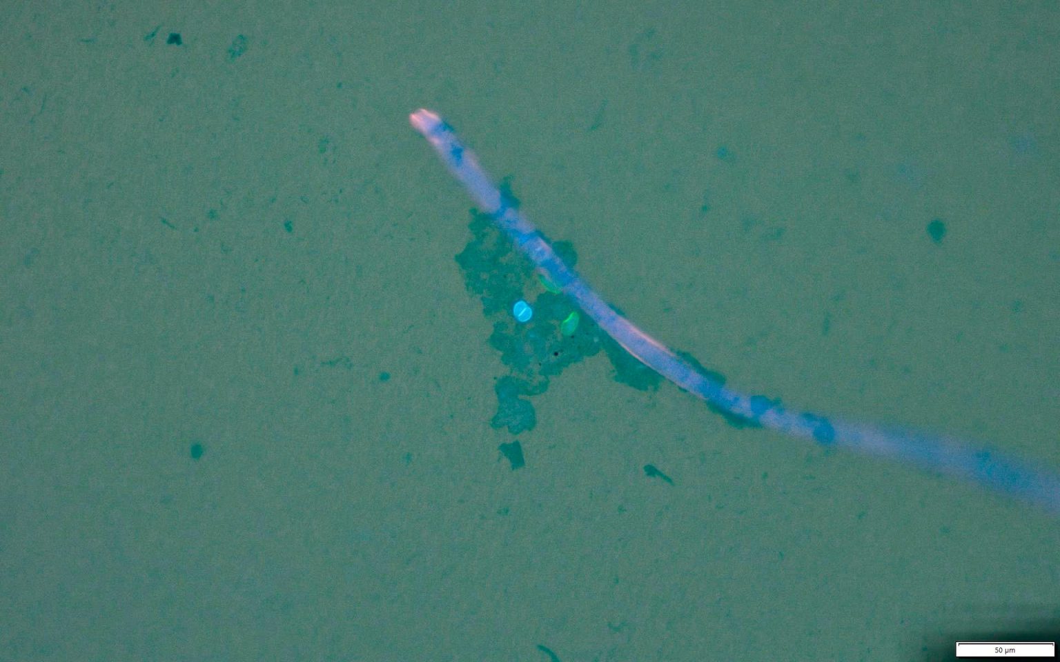 Microplastics Can Carry Parasites to Ocean, Affecting Wildlife and ...