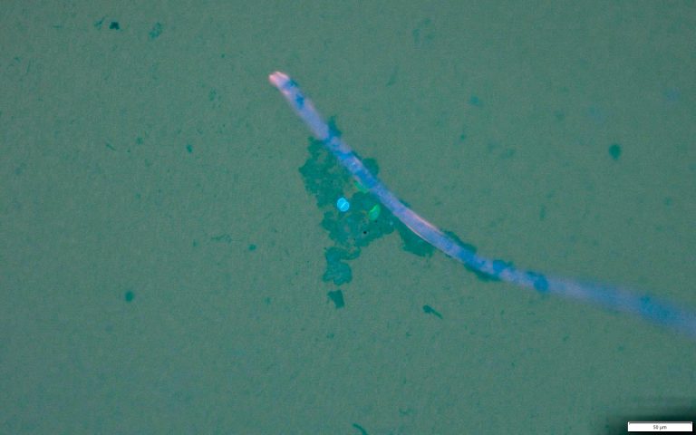 Microplastics Can Carry Parasites to Ocean, Affecting Wildlife and ...