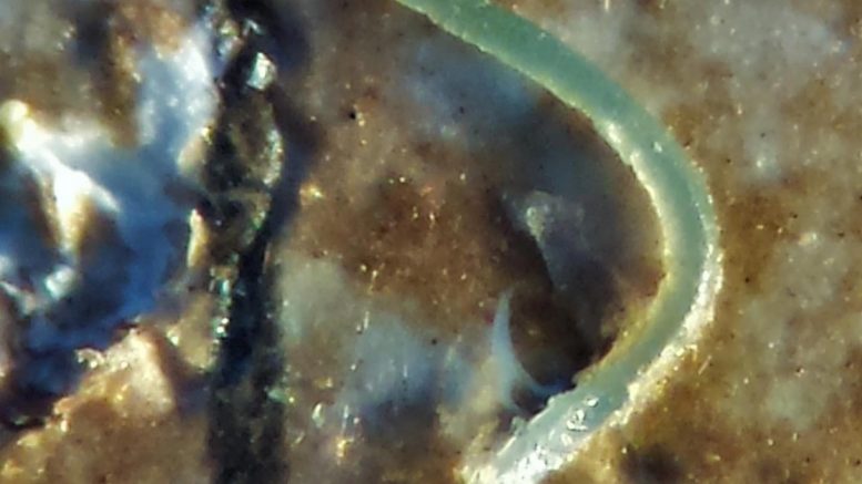 How Old Is That Microplastic? A New Way To Unveil the Age of Oceanic ...