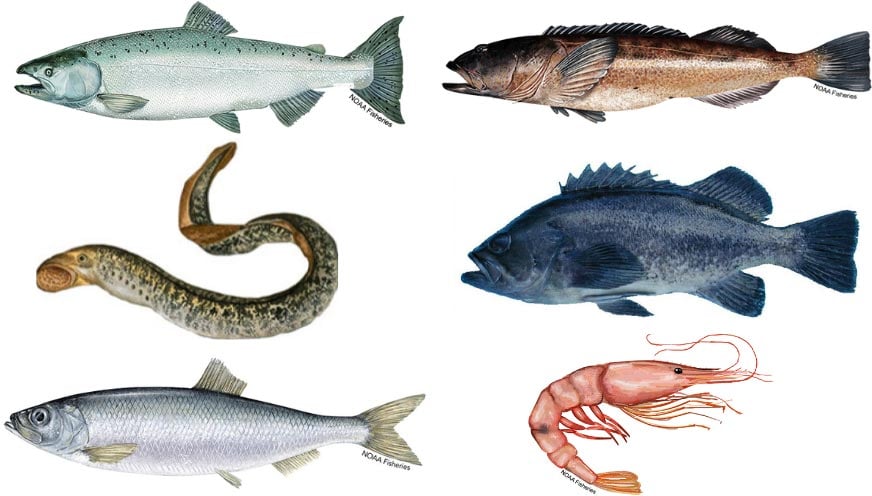 Scientists Discover “Concerning” Levels of Microplastics in Popular ...