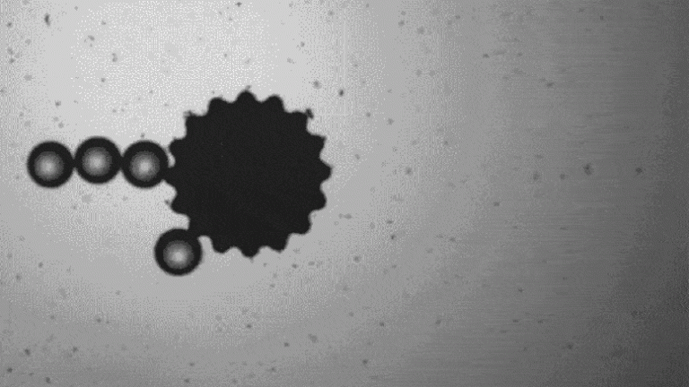 ‘Cheerios Effect’ Forces Directly Measured for the First Time