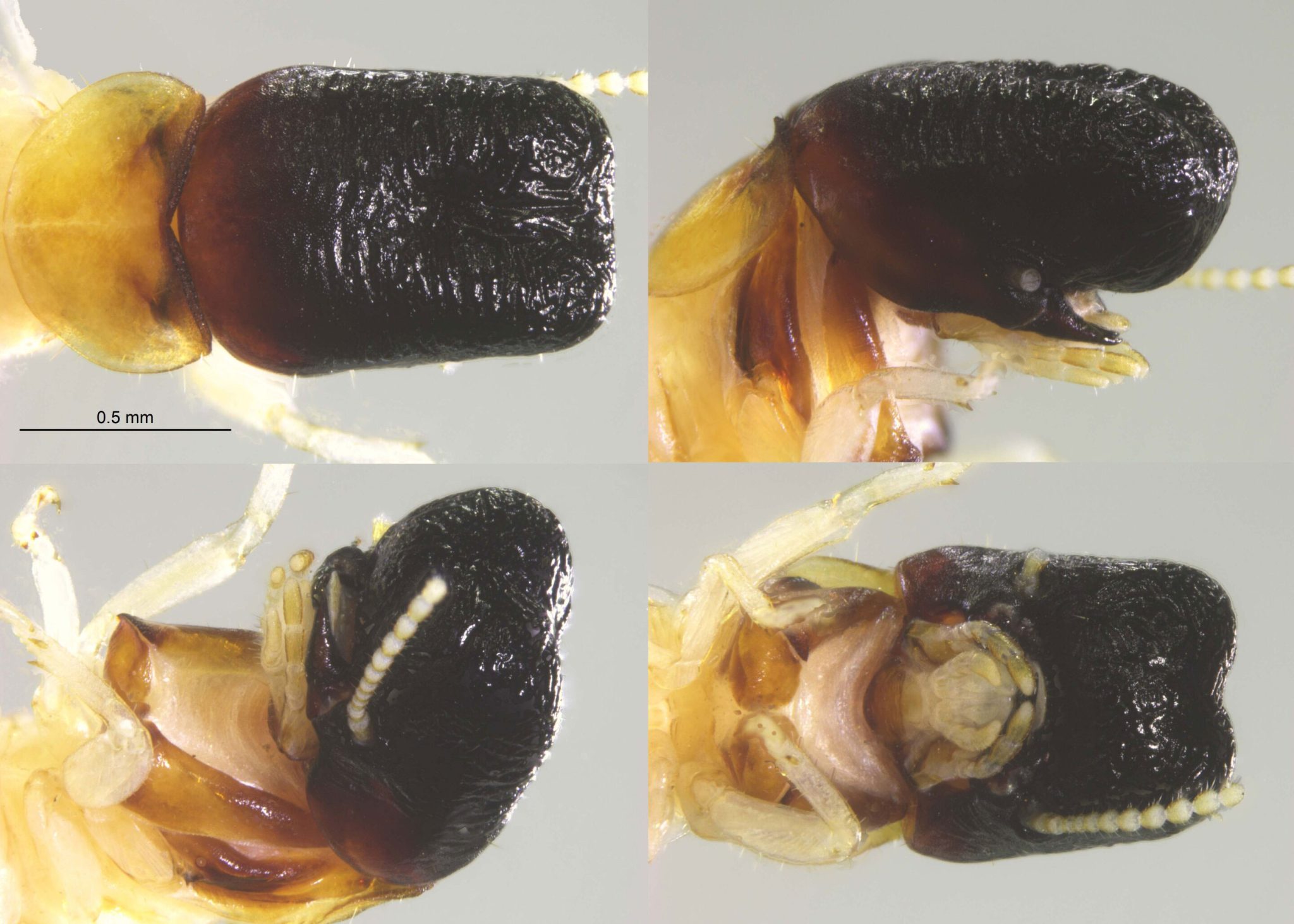 “Unlike Anything We’ve Ever Seen” – Bizarre New Insect Discovered in ...
