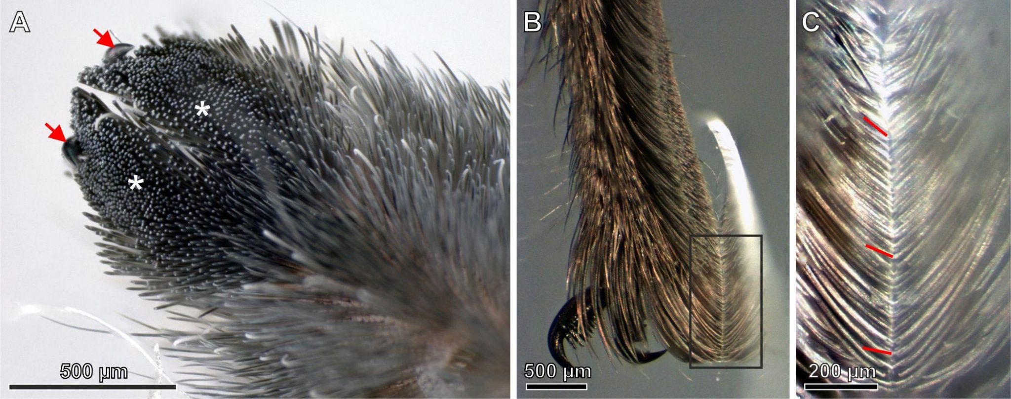 Weird Spider Hair Discovery May Inspire Powerful – Yet Reversible ...