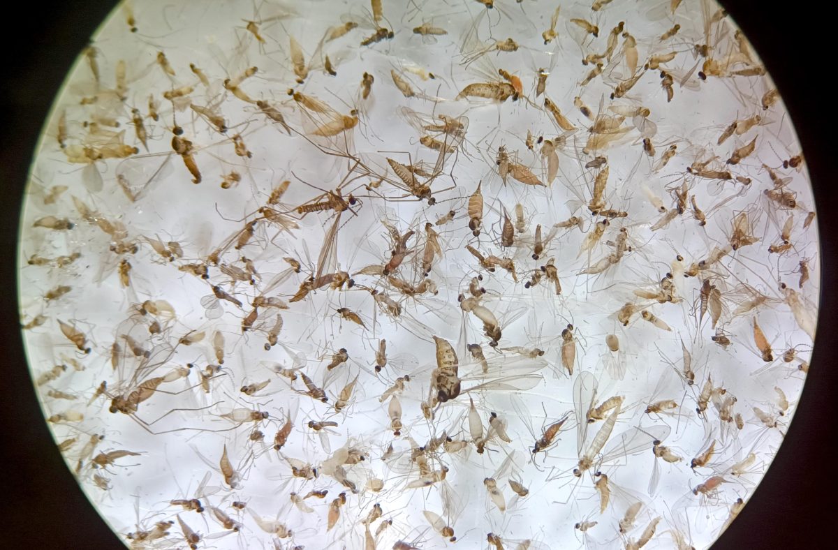 Dark Diversity: DNA Tech Unveils Thousands of New Insect Species