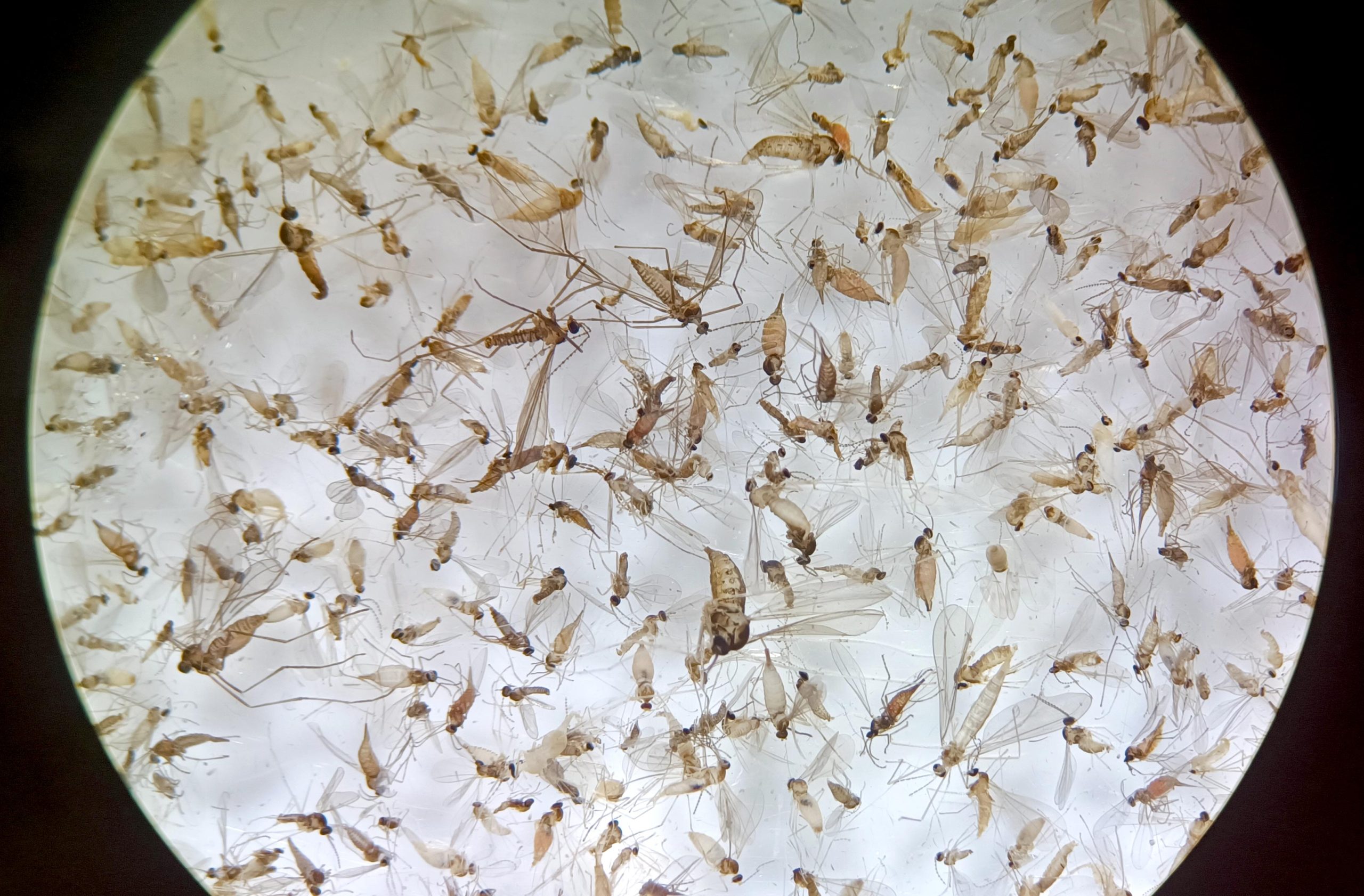 Dark Diversity: DNA Tech Unveils Thousands of New Insect Species