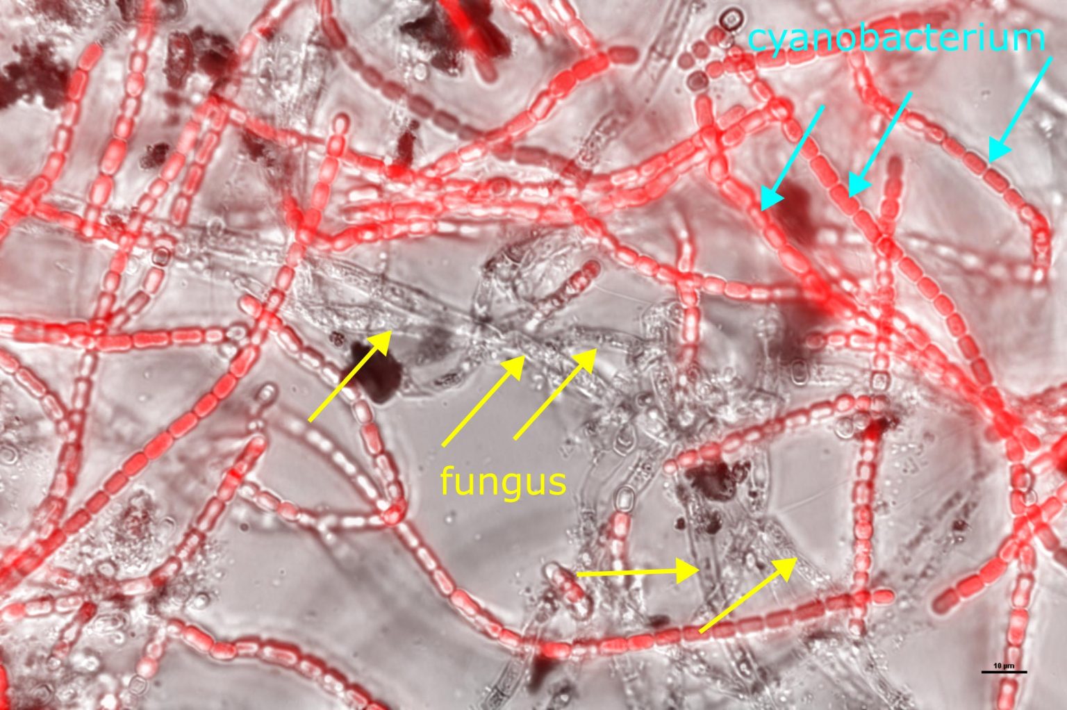 Scientists Create “Living Bricks” To Build Homes on Mars
