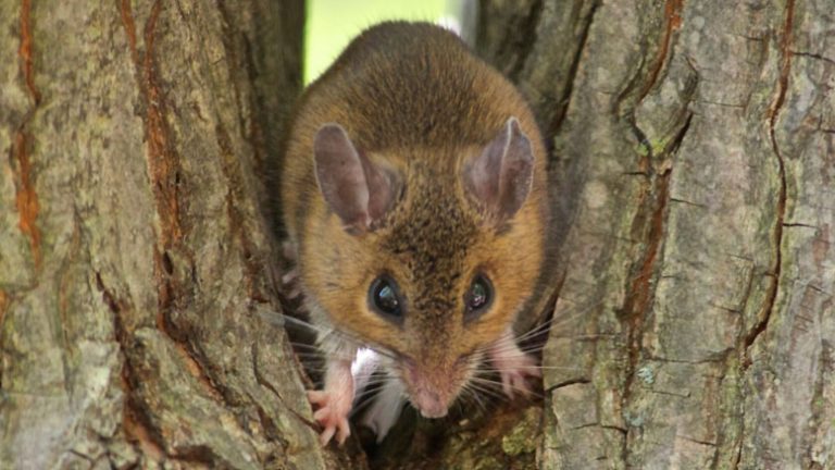 Mild Winters Have Led to Physical Alterations in Two Species of Mice