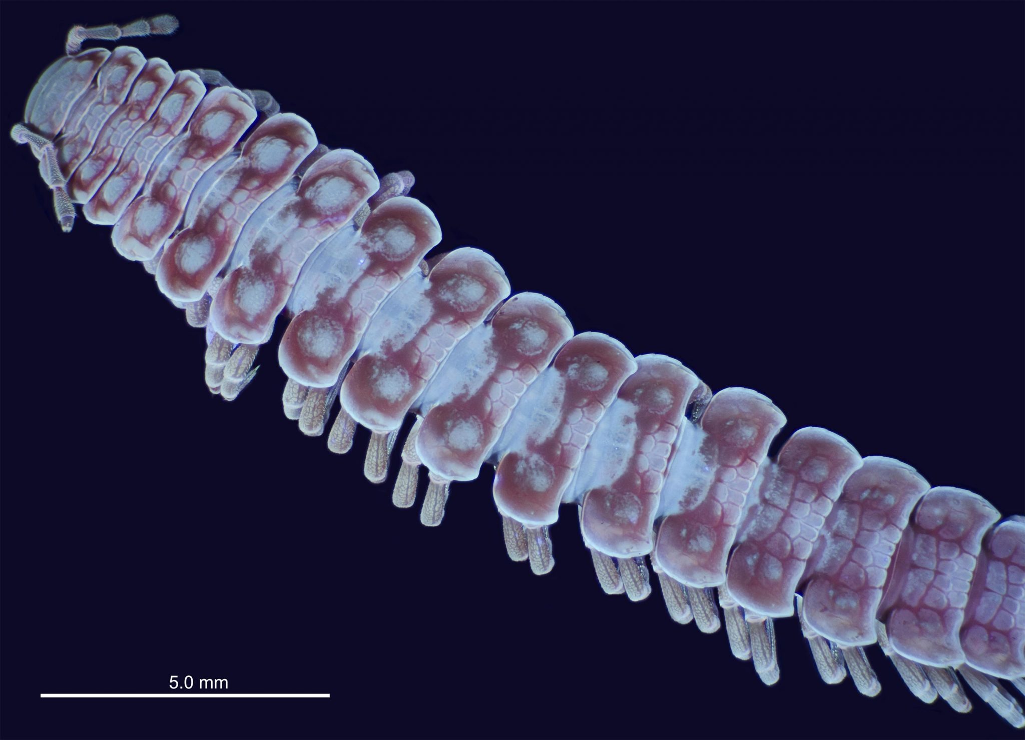 How Millipedes Actually “Do It” – Scientists Finally Figure Out Mystery ...
