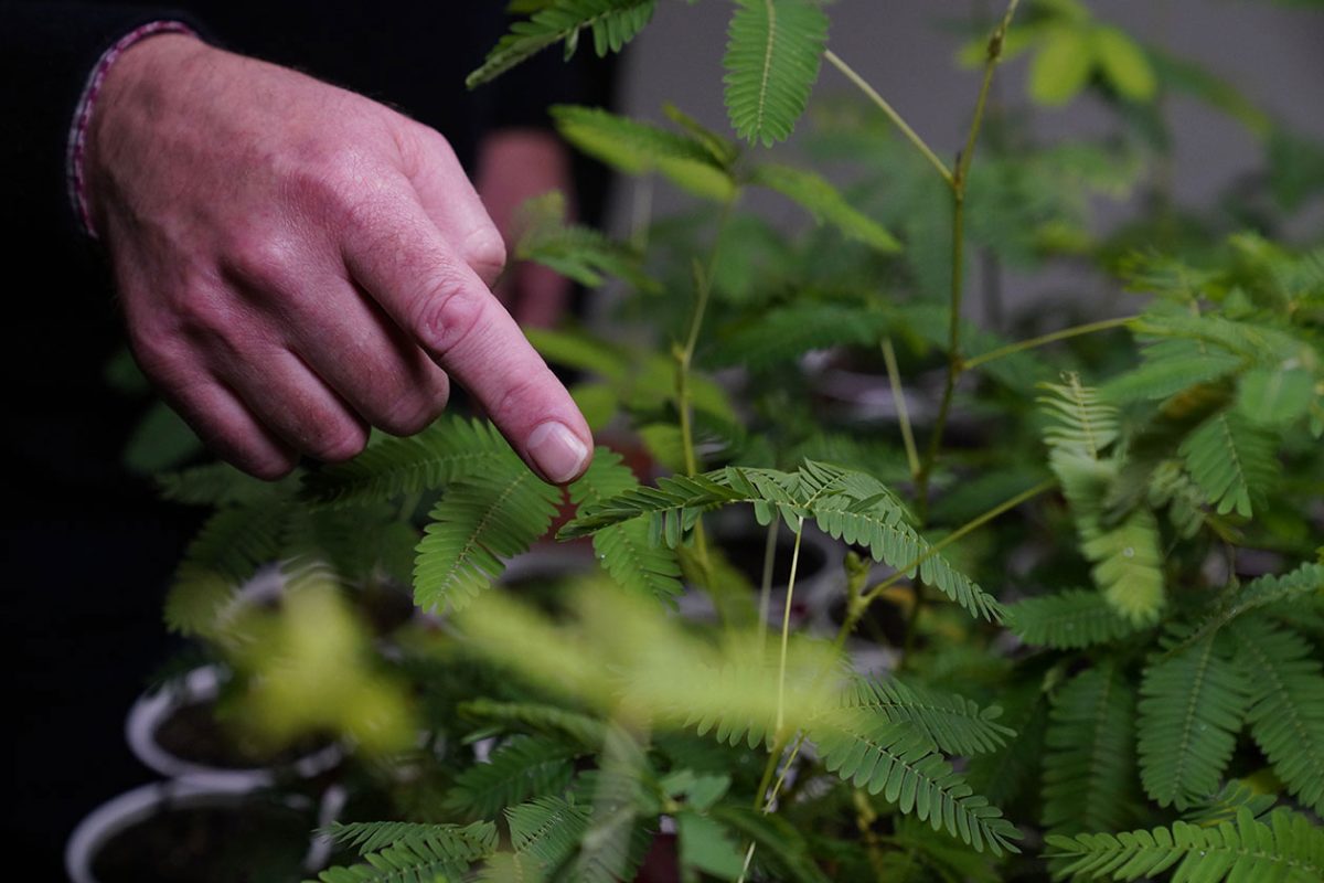 Scientists Discover Plants Can “Count” – and May Be Smarter Than We Thought