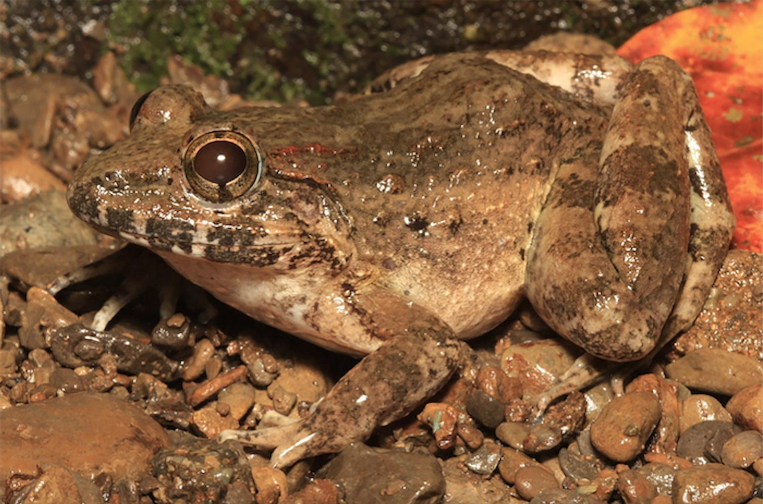 Freaky Fanged Frog Discovered in the Philippines