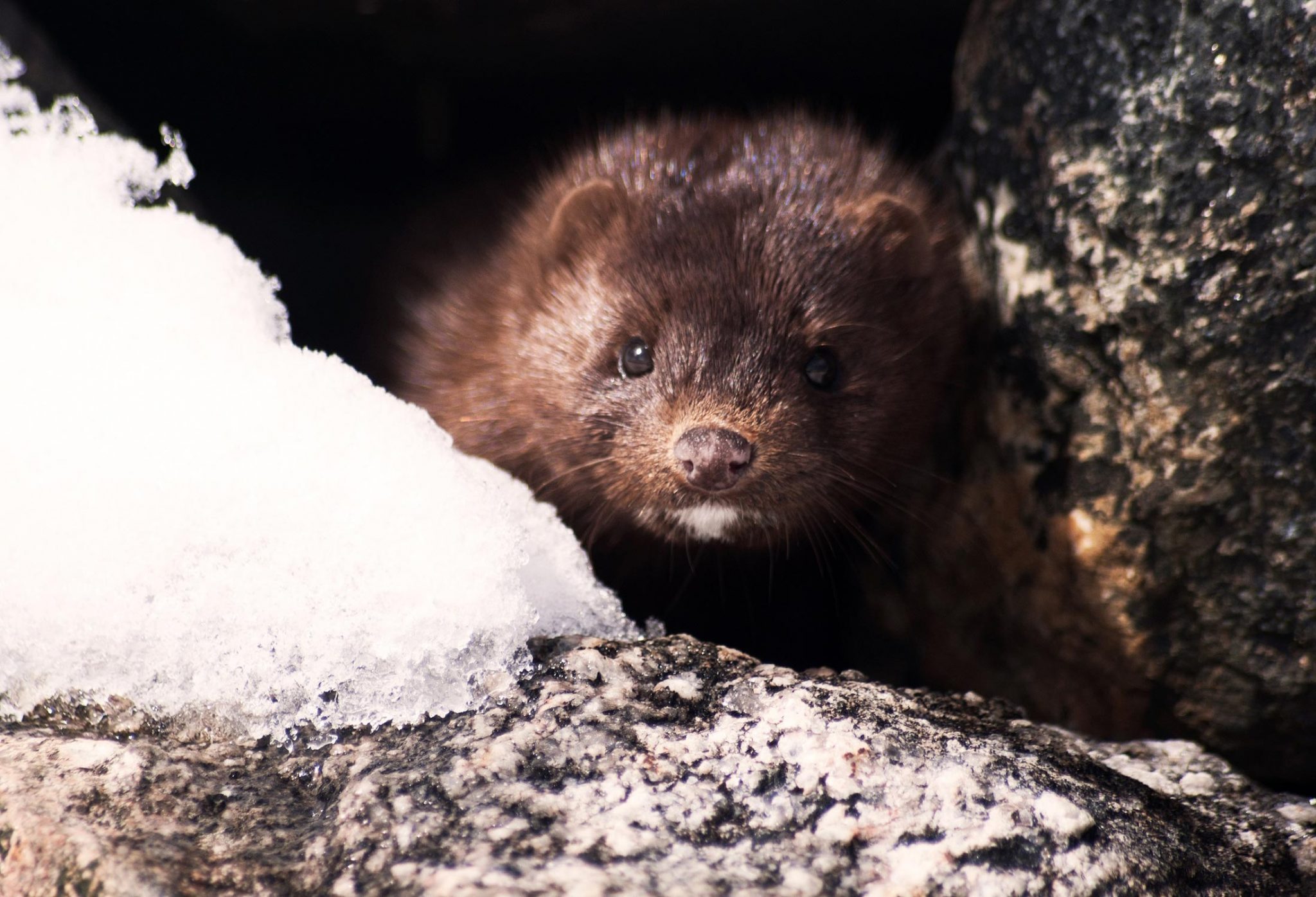 COVID Virus Transmission From Human to Mink, As Well as From Mink to ...