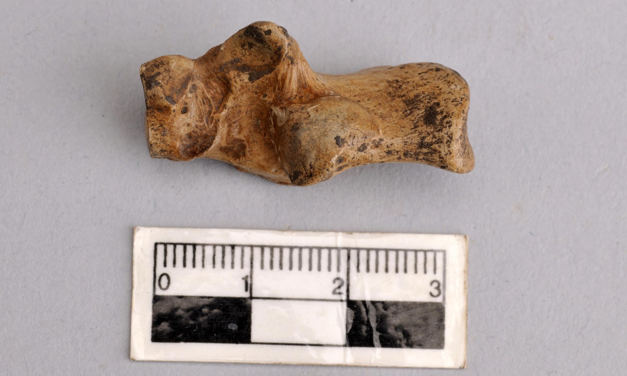 6.4 Million-Year-Old Fossils Discovered in China Are Oldest Monkey ...