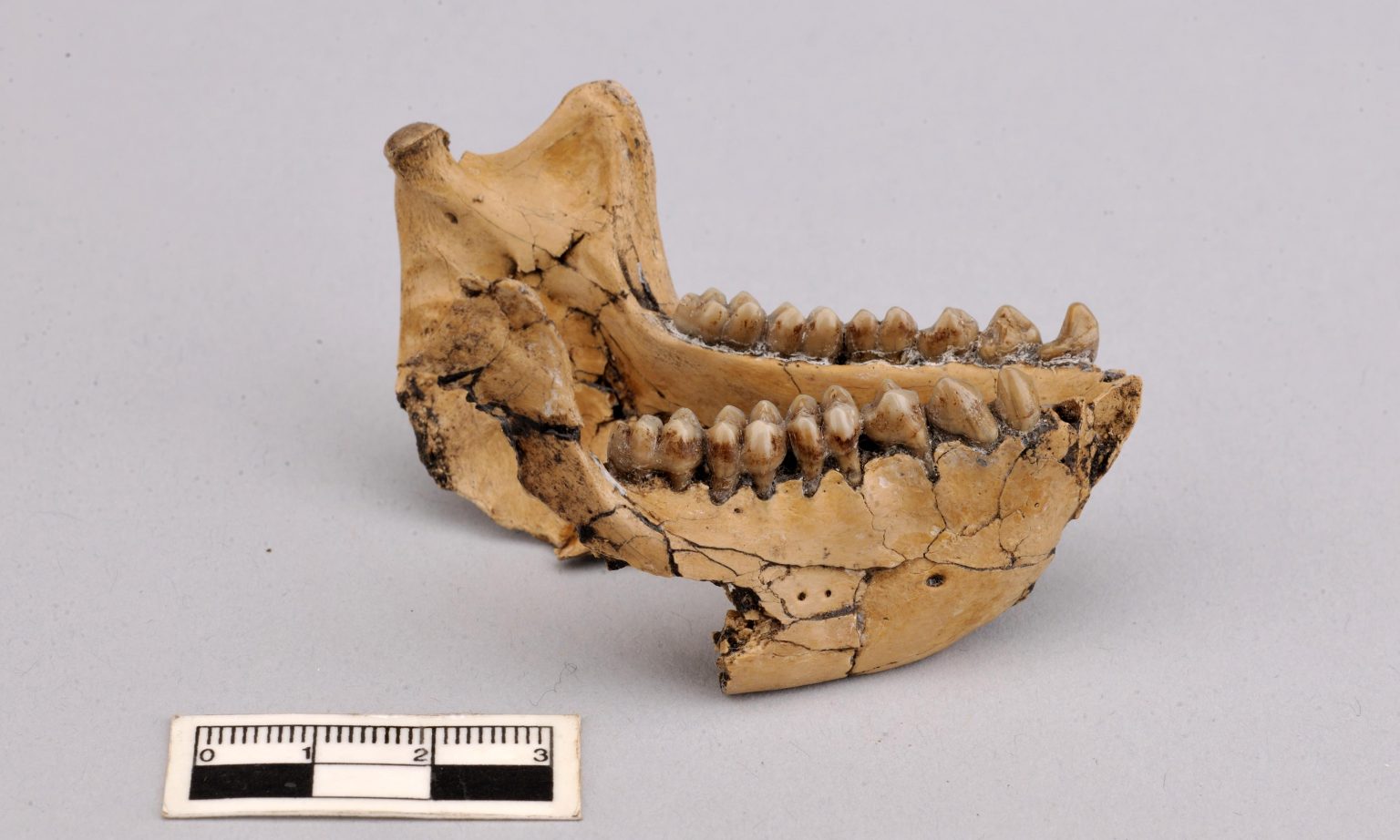 6.4 Million-Year-Old Fossils Discovered in China Are Oldest Monkey ...