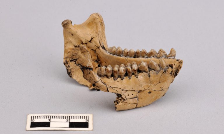 6.4 Million-Year-Old Fossils Discovered in China Are Oldest Monkey ...