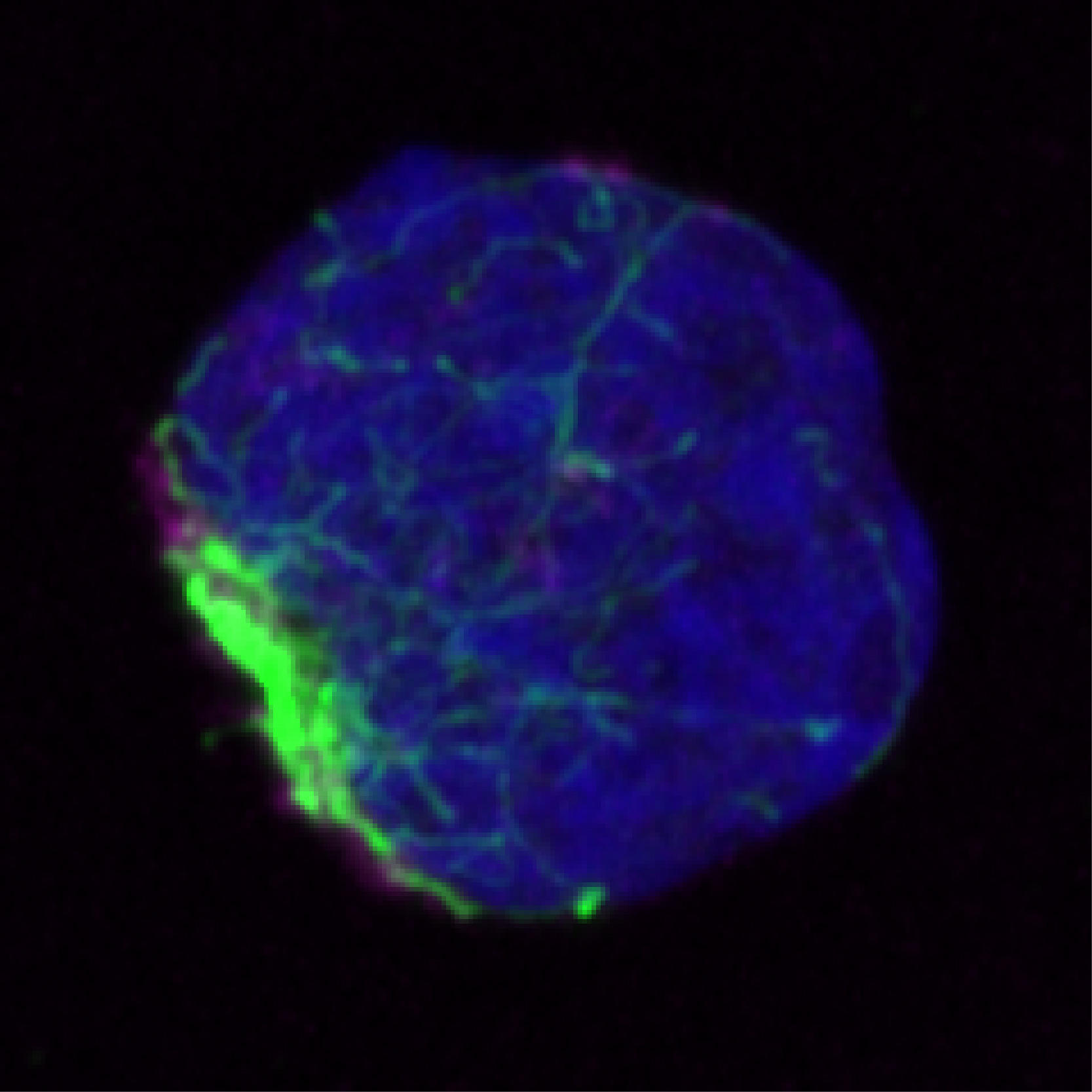 Clearing Out the Trash – Stem Cells’ Battle Against Aging