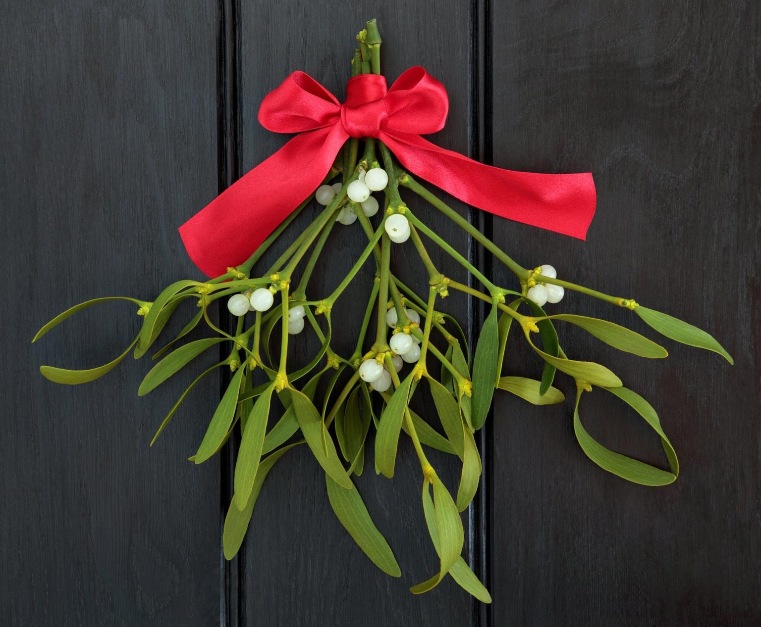 Mistletoe – Famous for Christmastime Kisses – Is Actually a Parasitic ...