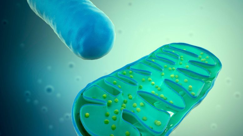 Artificial Cells – The Powerhouse of the Future