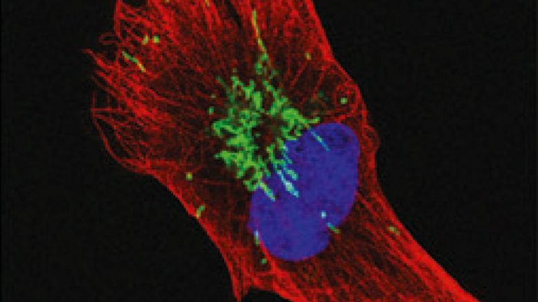 Scientists Develop “Nanomachines” That Can Penetrate and Kill Cancer Cells