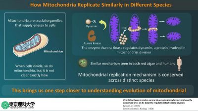 Breakthrough in Understanding Evolution – Mitochondrial Division ...